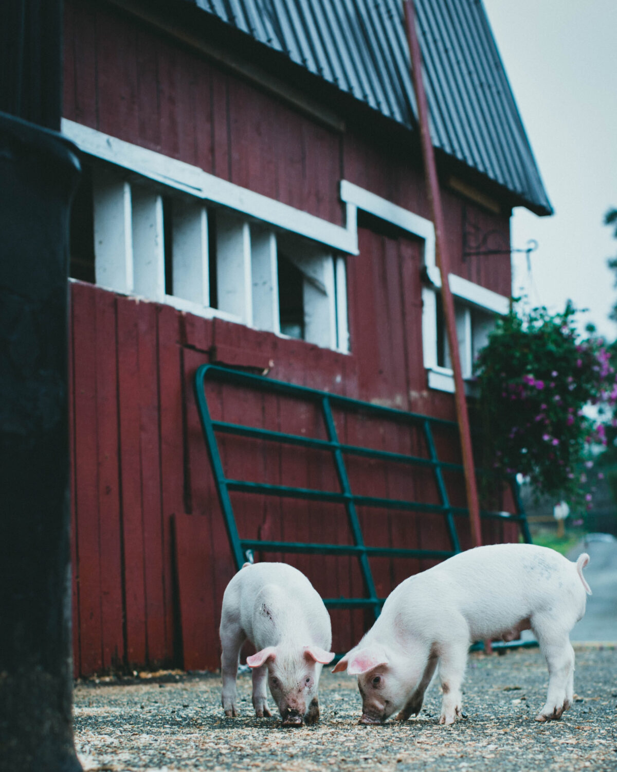 Pig Manure as Fertilizer Production | Business Plan