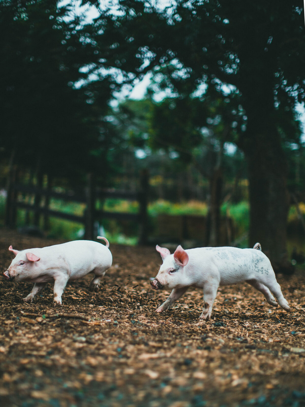 Animal Waste as Fertilizer | How to Make it?